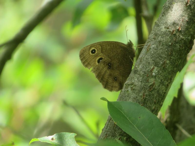 Sighting for July 30, 2020 — wisconsinbutterflies.org