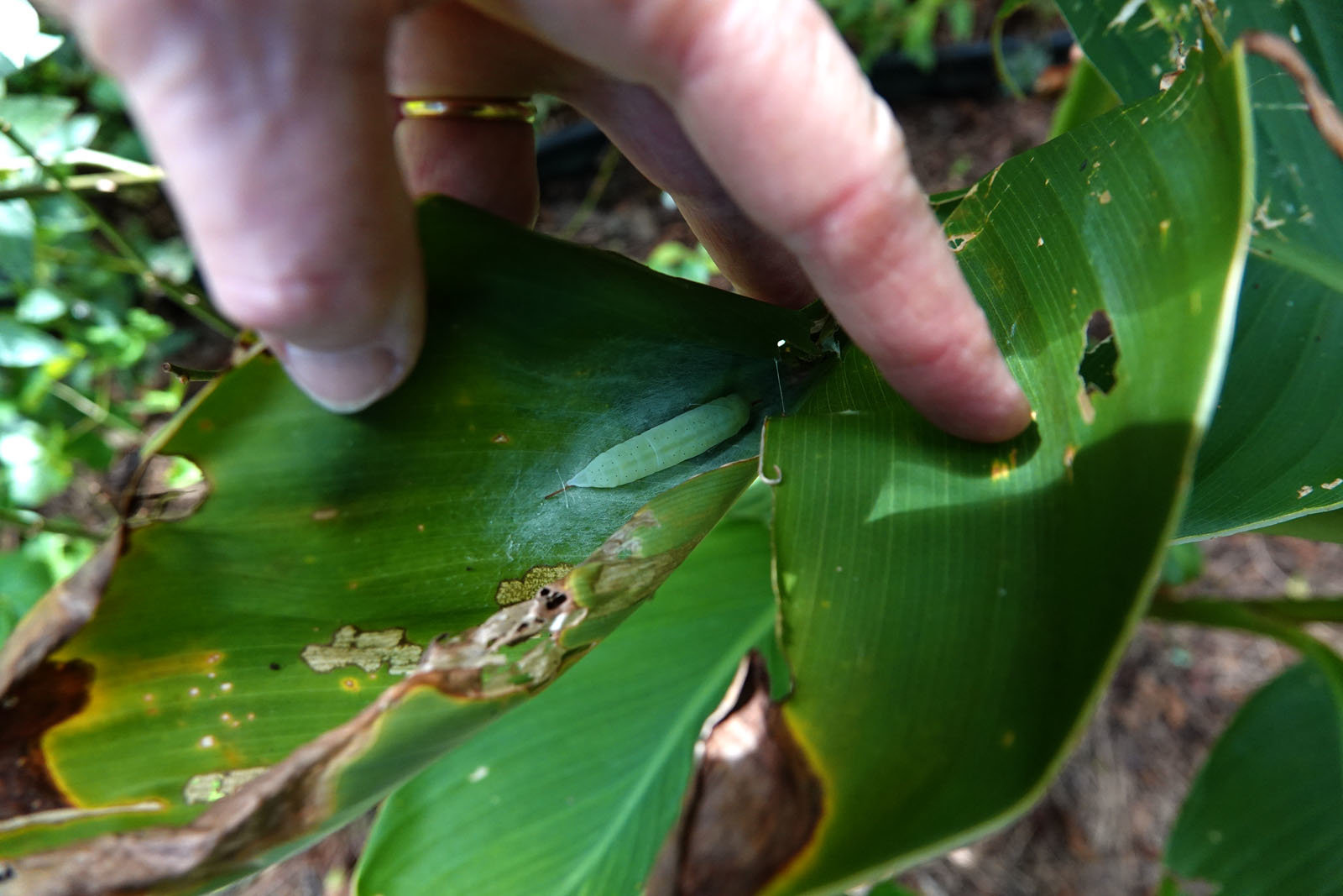 Recent sightings | South Jersey Butterfly Sightings