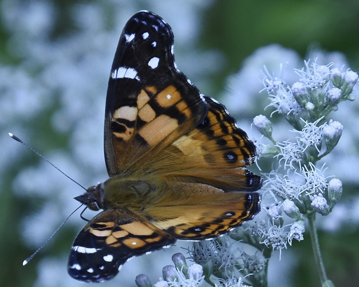 Recent sightings | South Jersey Butterfly Sightings