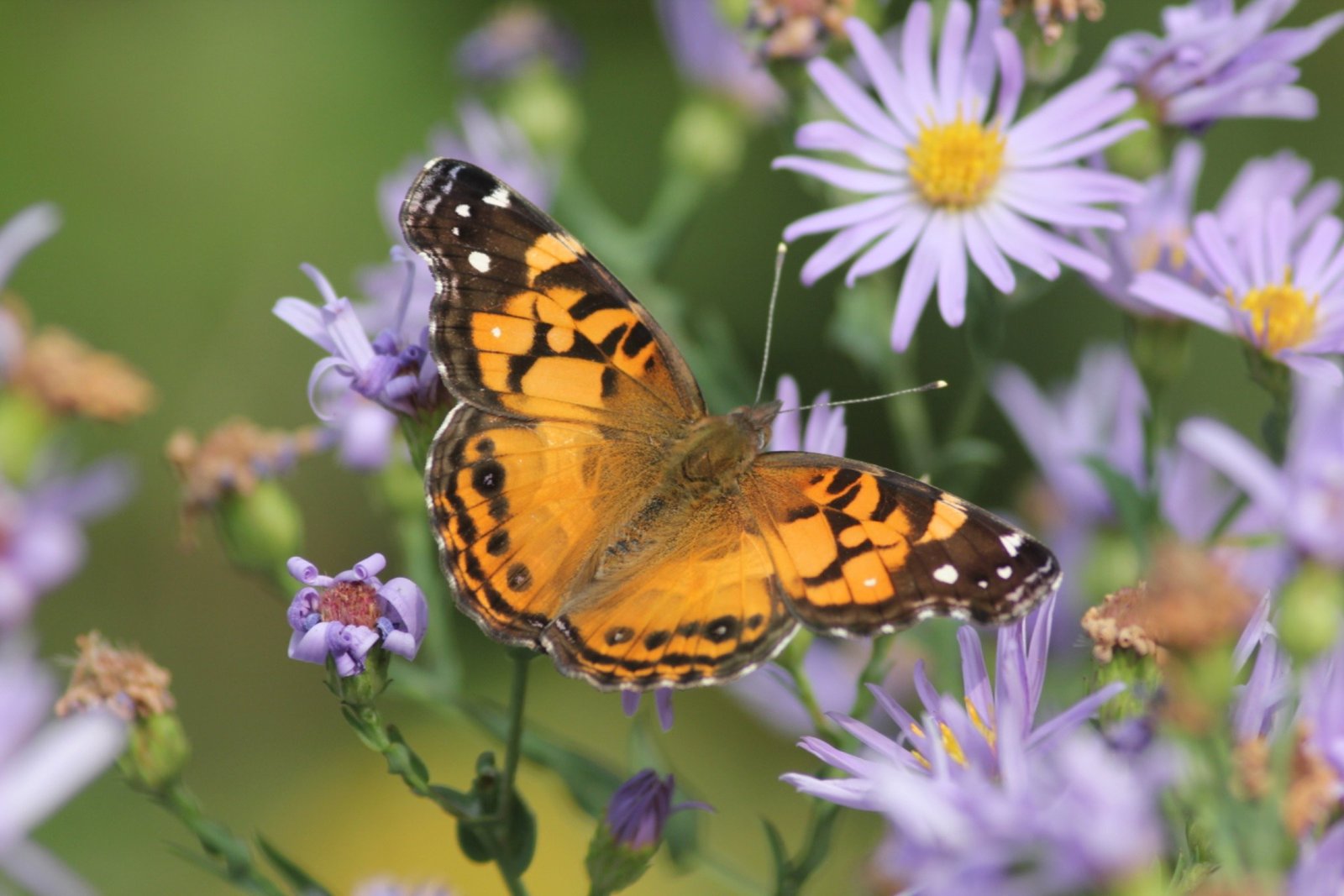 Recent sightings | South Jersey Butterfly Sightings