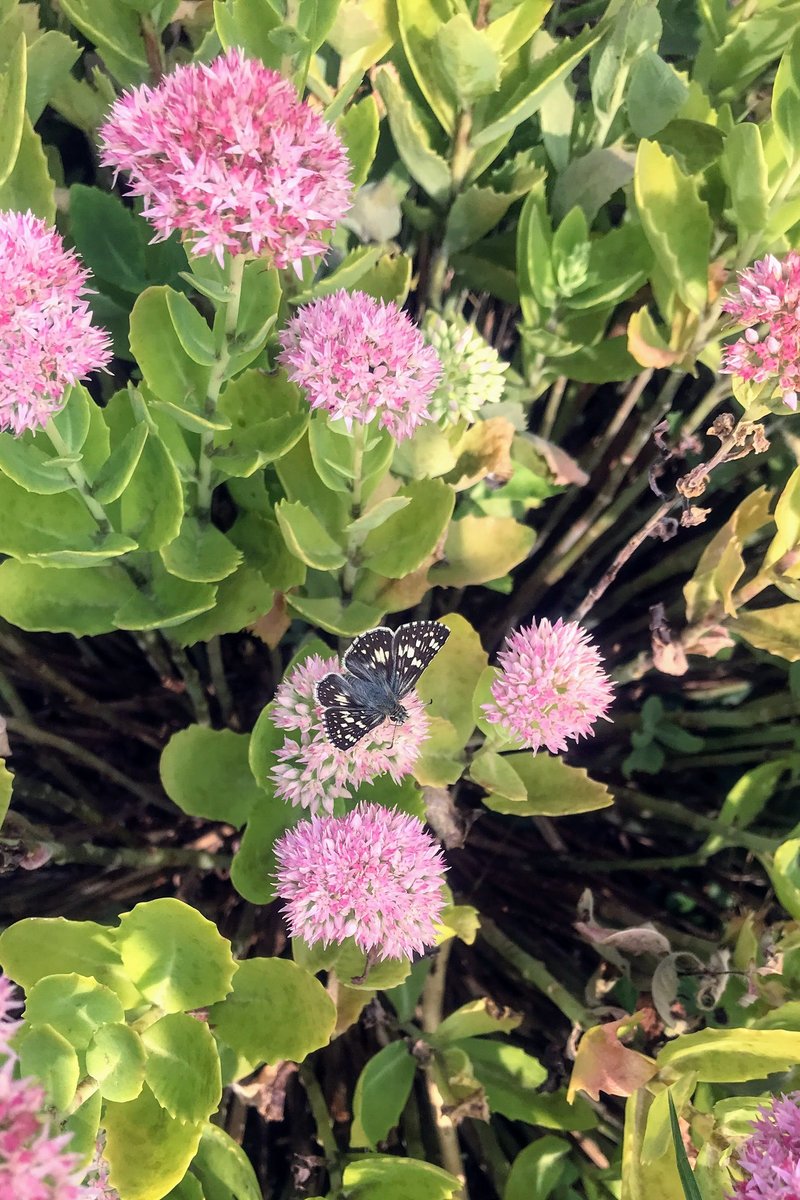 Recent sightings | South Jersey Butterfly Sightings