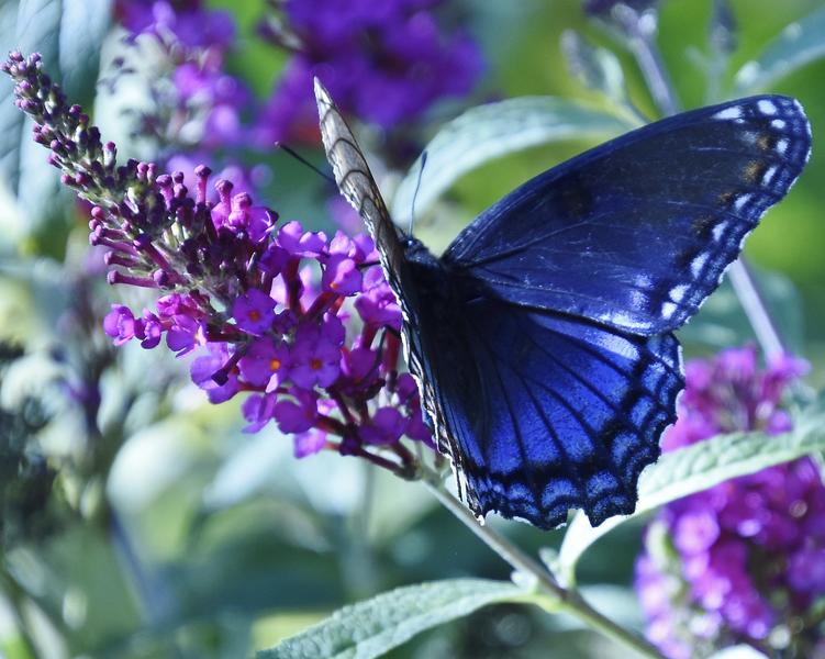 Recent sightings | South Jersey Butterfly Sightings