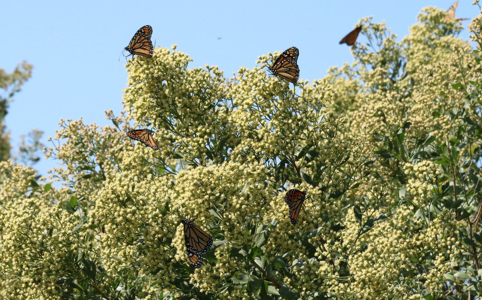Recent sightings | South Jersey Butterfly Sightings