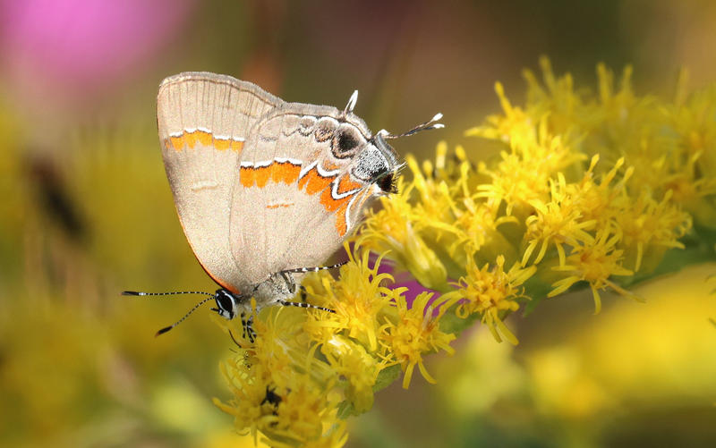 Recent sightings | South Jersey Butterfly Sightings