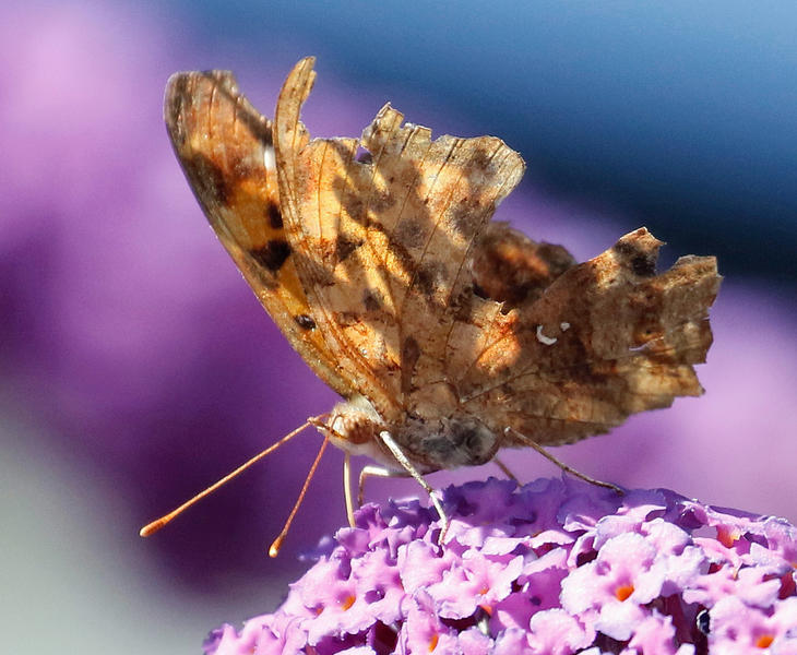 Recent sightings | South Jersey Butterfly Sightings