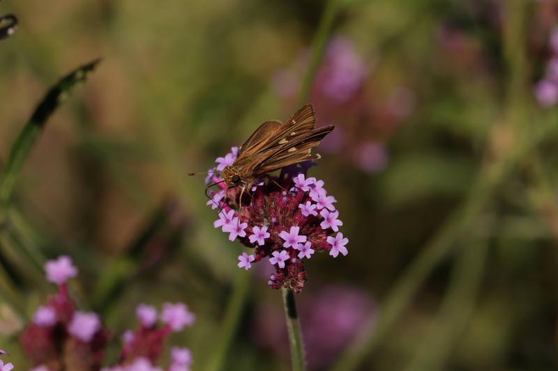 Recent sightings | South Jersey Butterfly Sightings