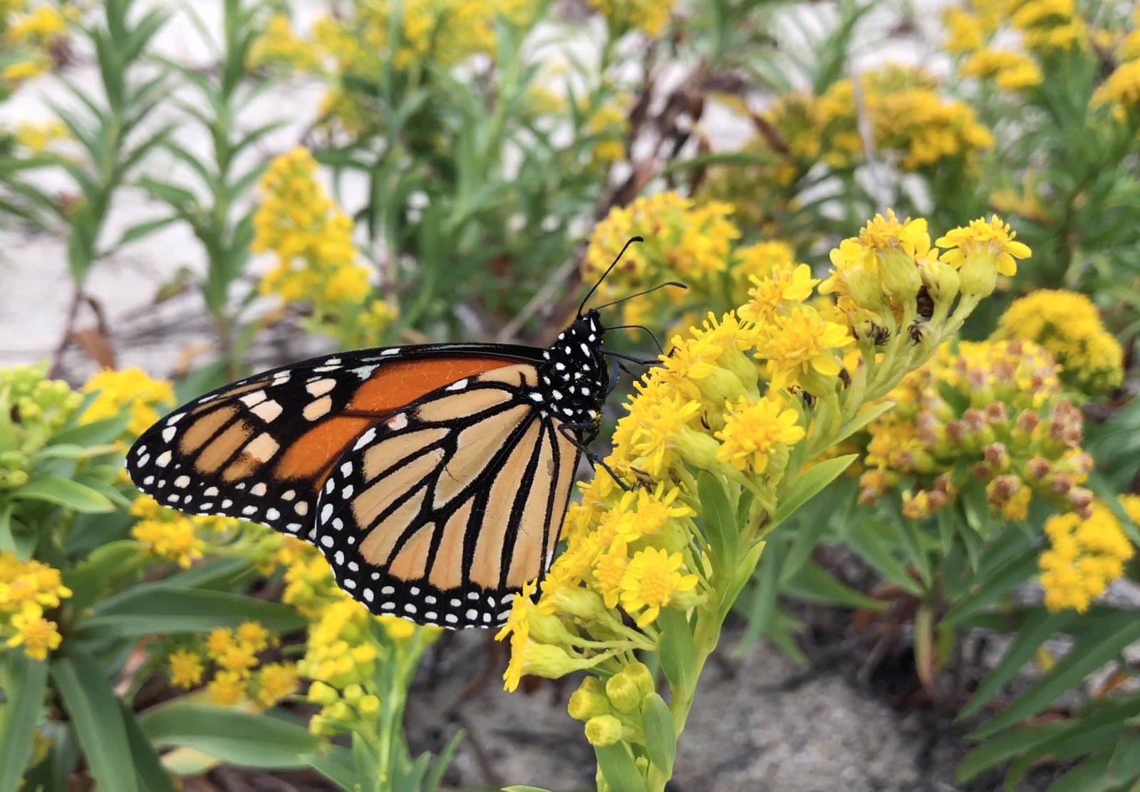 Sighting by Dave DeSarno, 10/13/2020, in Monmouth County, NJ | North ...