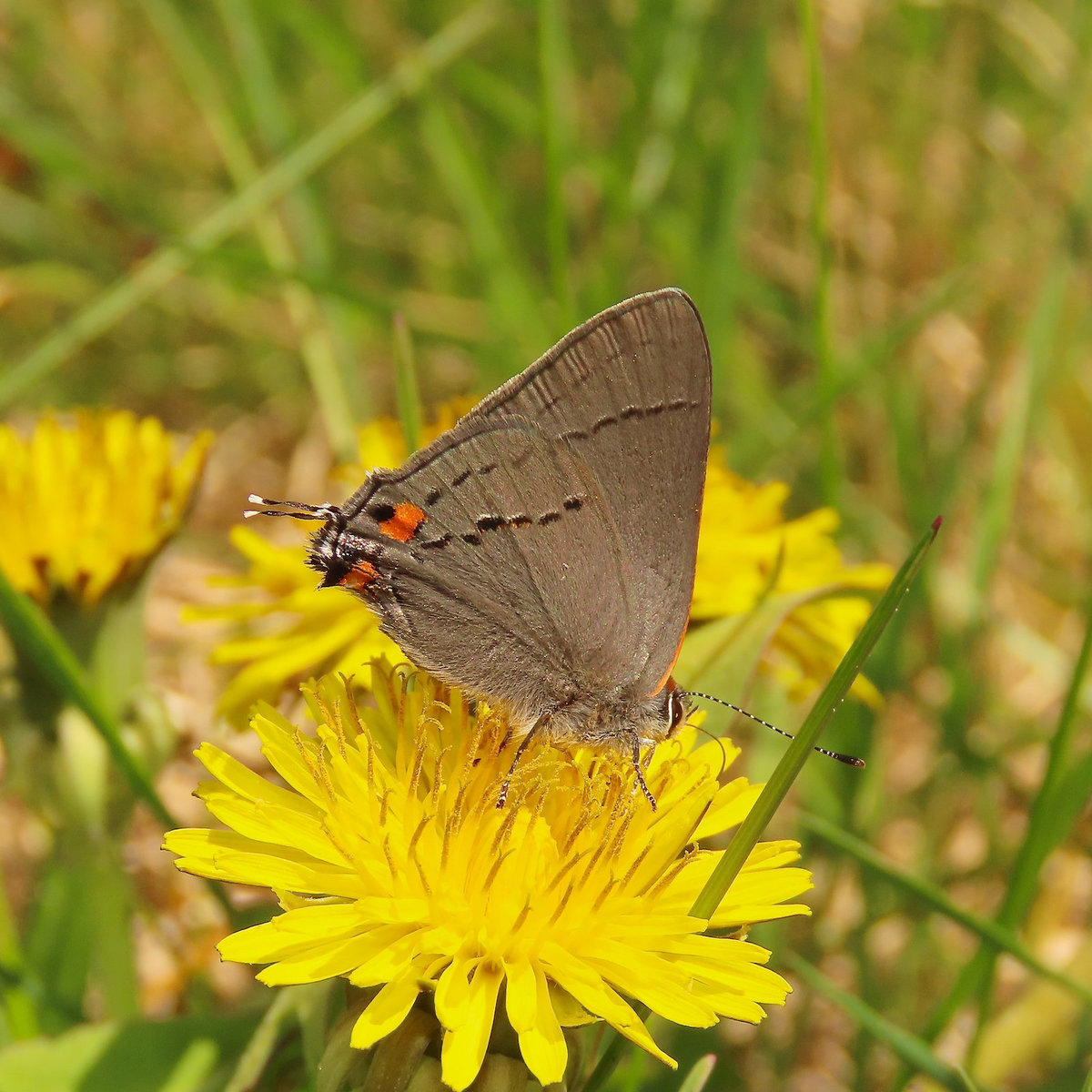 Recent sightings | North Jersey Butterfly Sightings