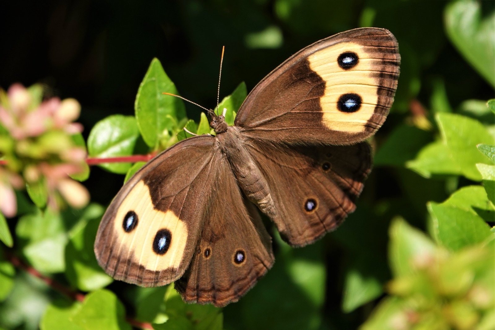Recent sightings | South Jersey Butterfly Sightings