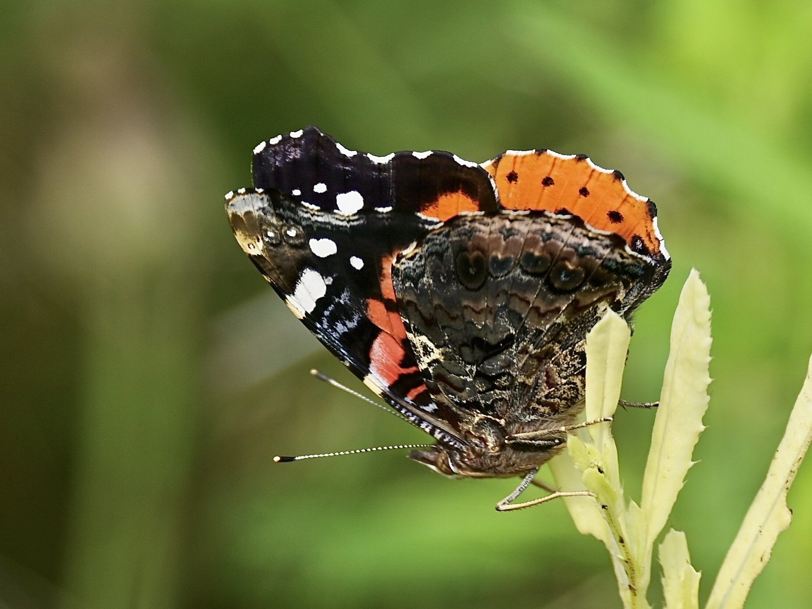 Recent sightings | South Jersey Butterfly Sightings