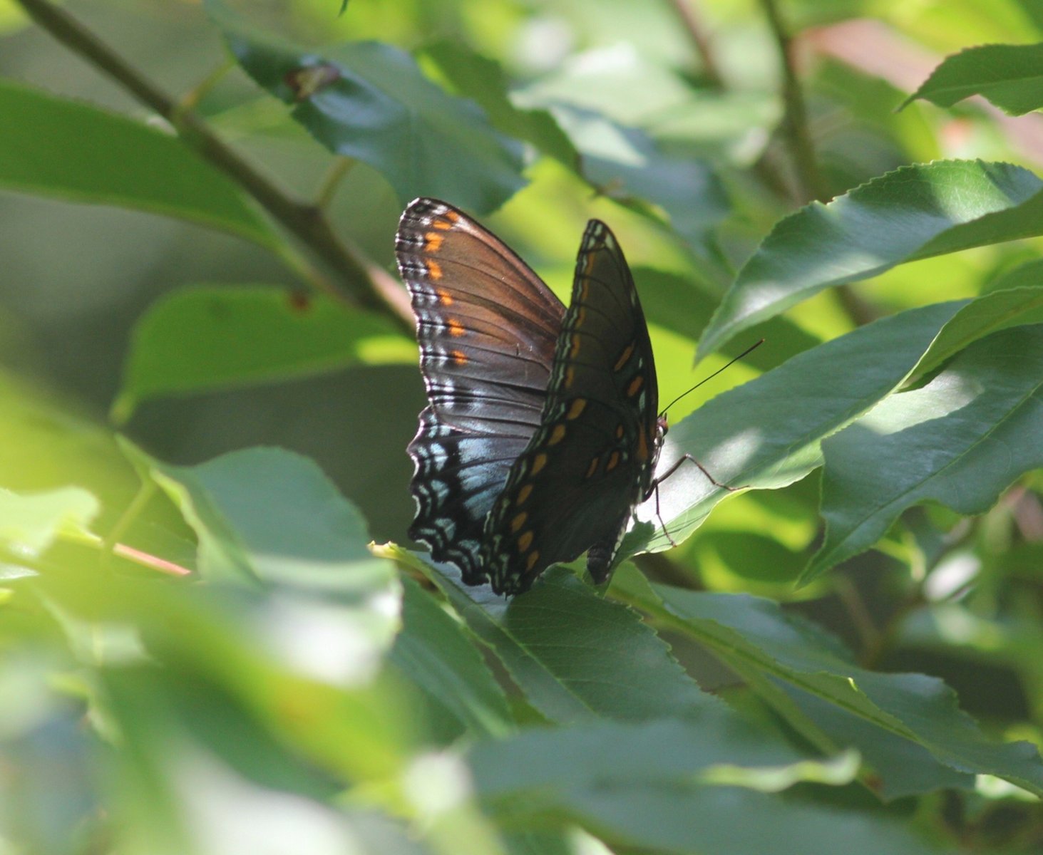 Recent sightings | South Jersey Butterfly Sightings