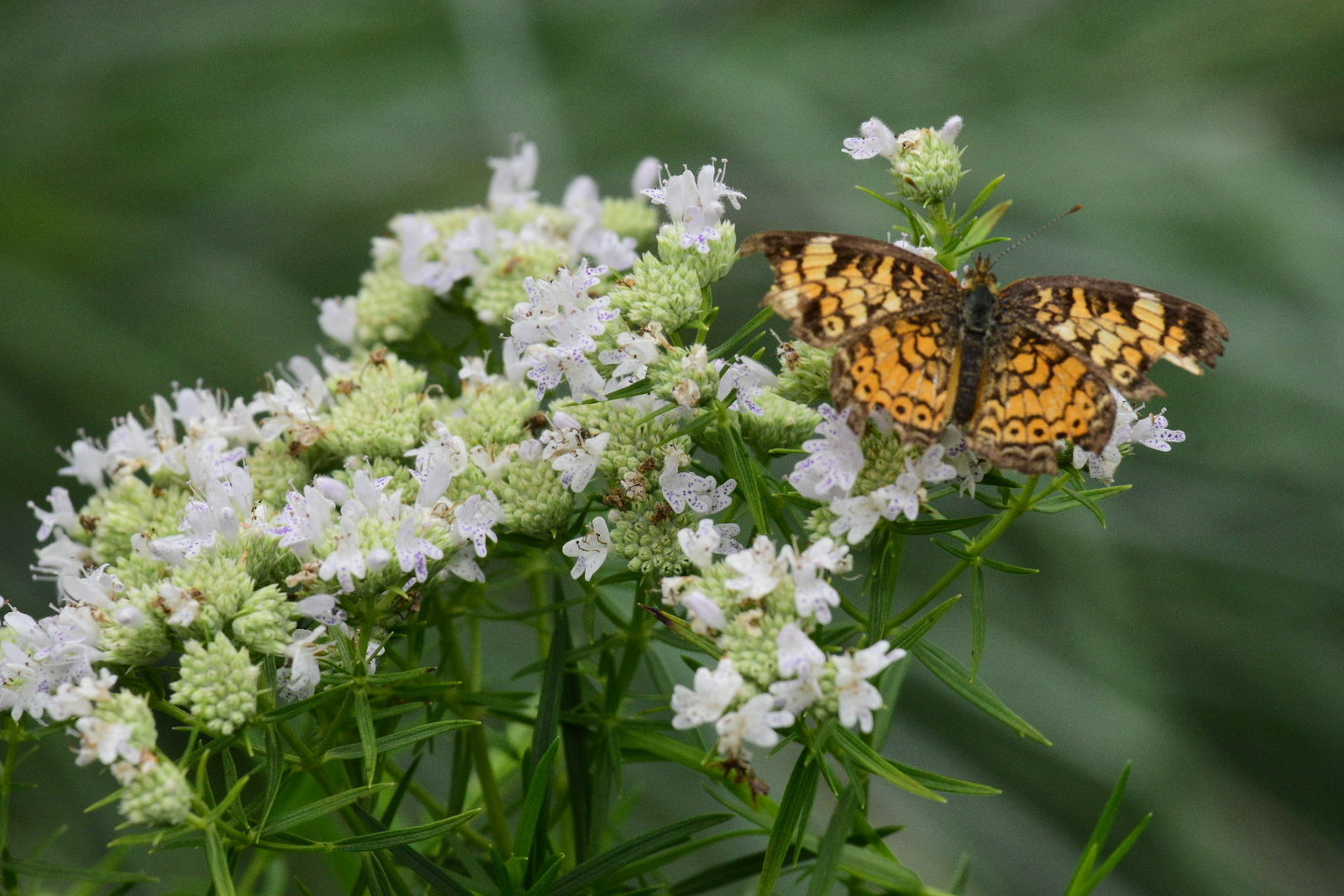 Recent sightings | South Jersey Butterfly Sightings