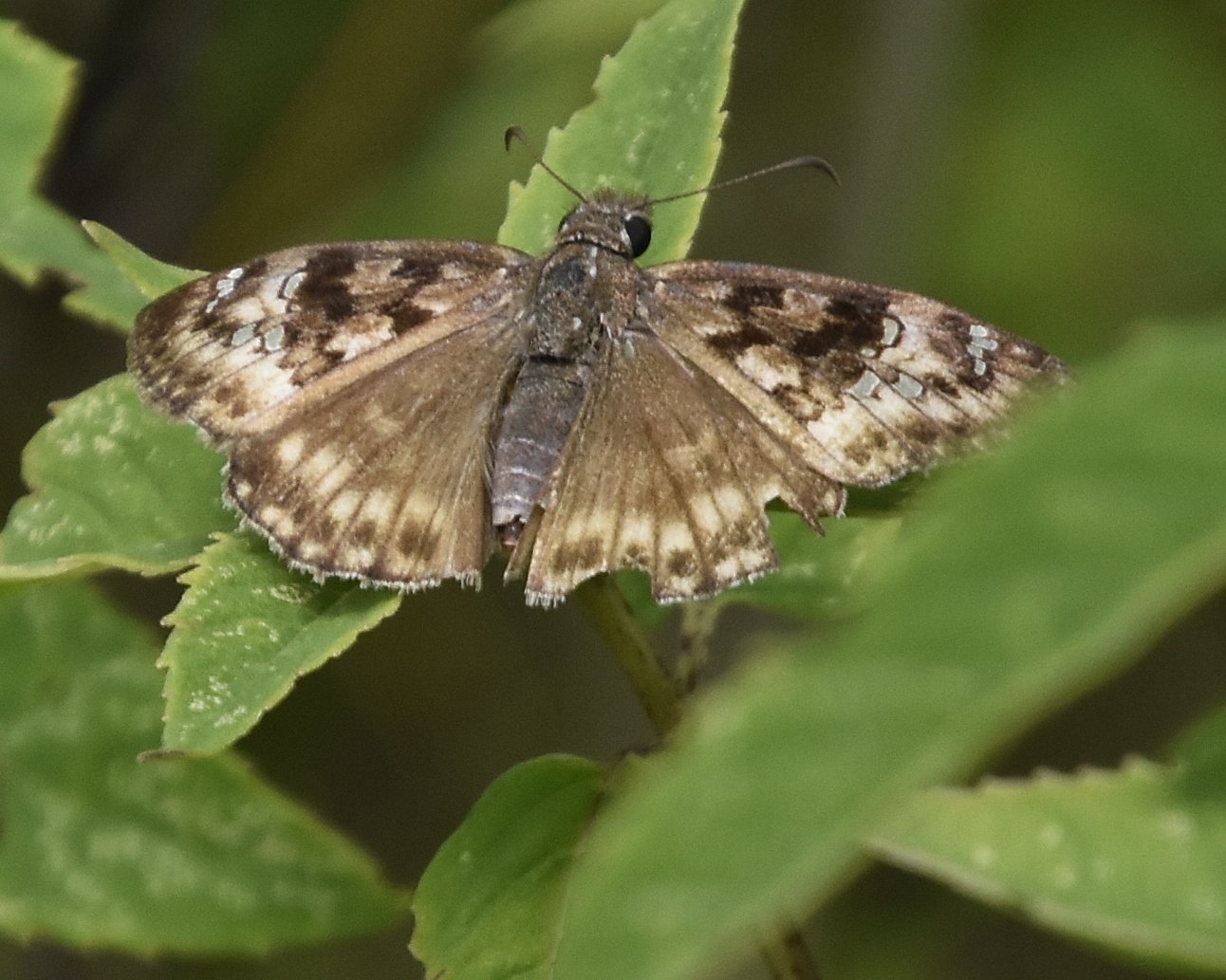 Recent sightings | South Jersey Butterfly Sightings