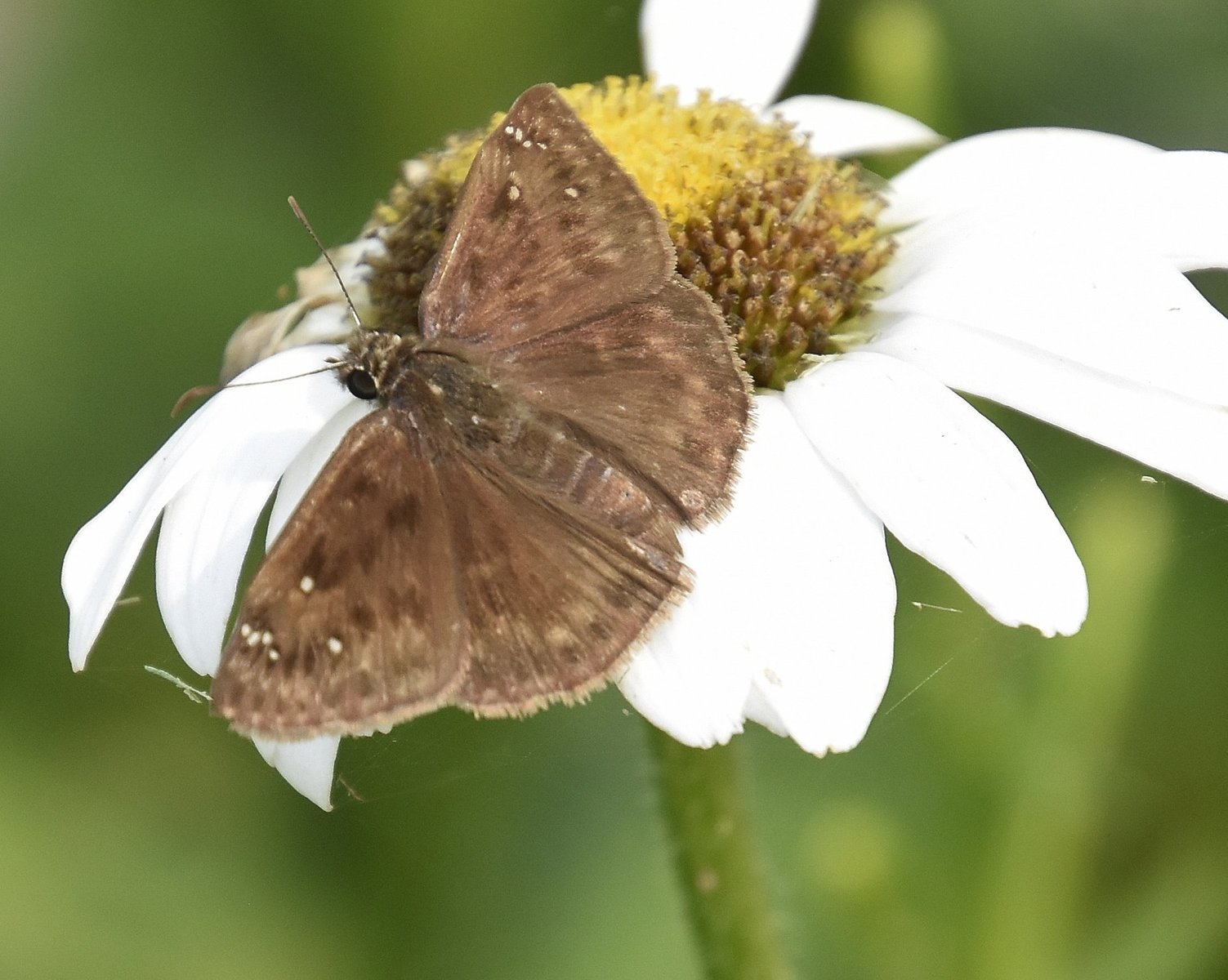 Recent sightings | South Jersey Butterfly Sightings