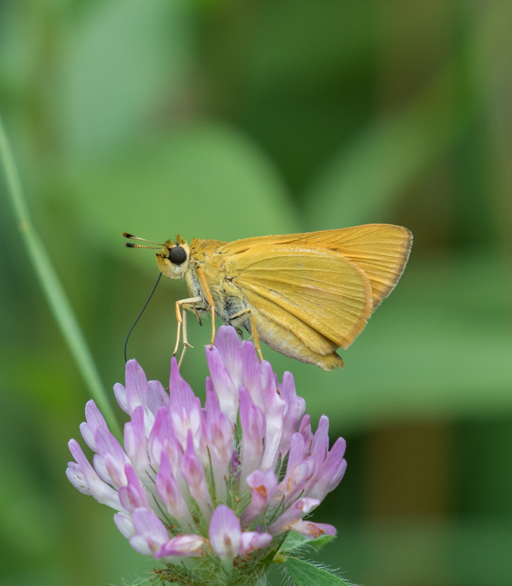 Recent sightings | North Jersey Butterfly Sightings