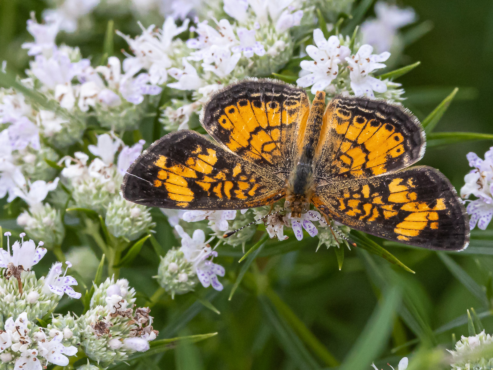 Recent sightings | North Jersey Butterfly Sightings