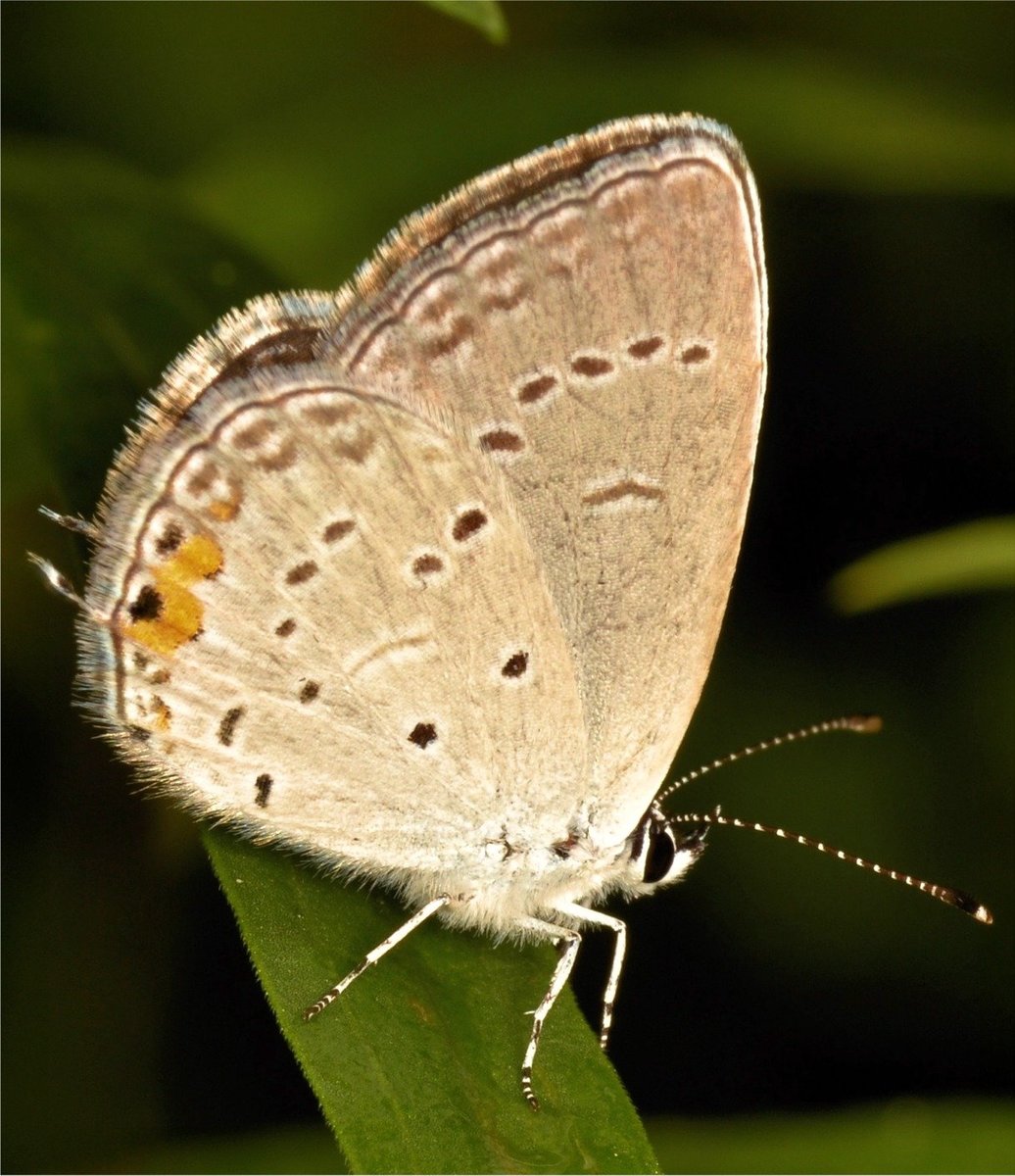 Recent sightings | North Jersey Butterfly Sightings