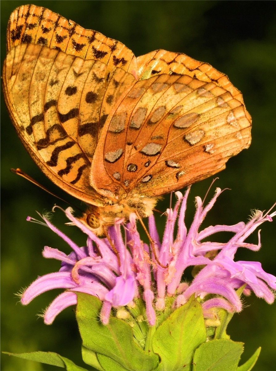 Recent sightings | North Jersey Butterfly Sightings