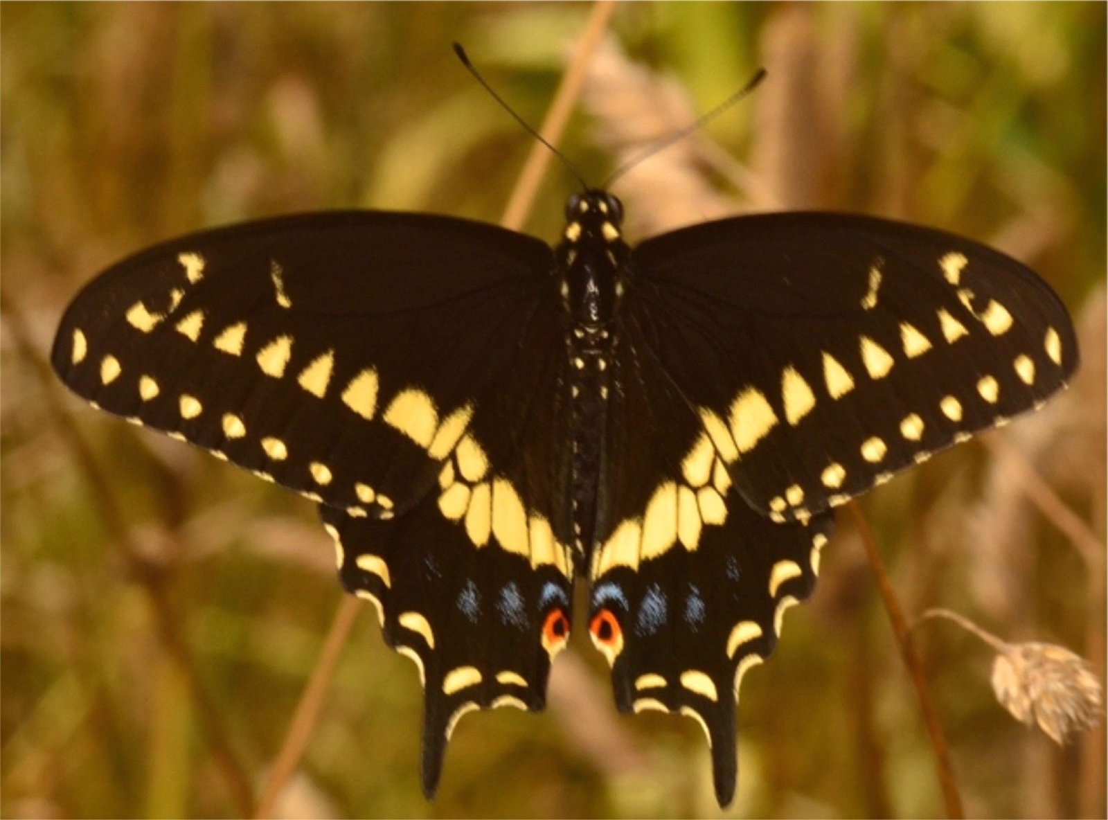Recent sightings | North Jersey Butterfly Sightings