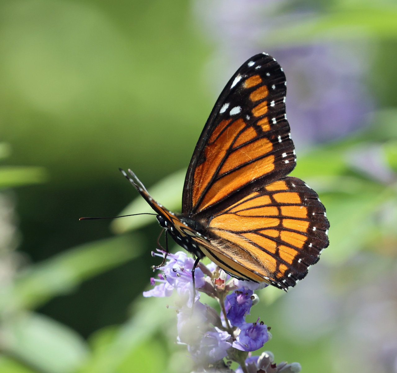 Recent sightings | South Jersey Butterfly Sightings