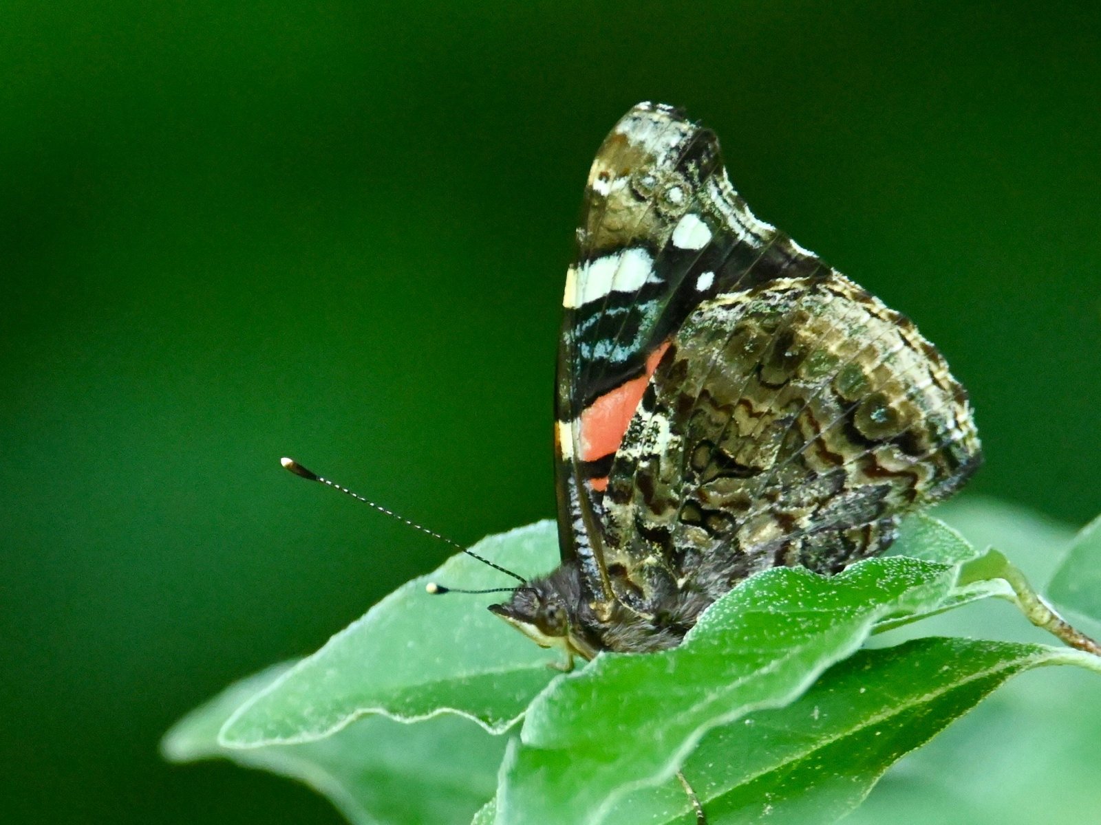 Recent sightings | South Jersey Butterfly Sightings