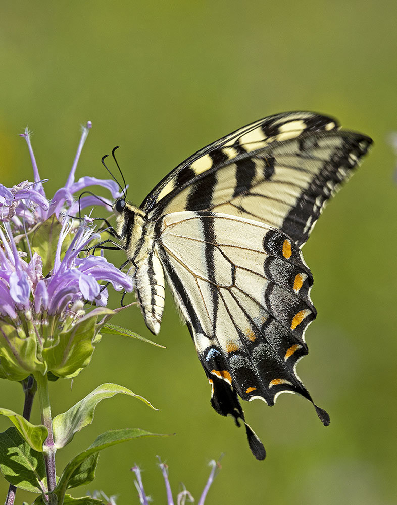 Recent sightings | North Jersey Butterfly Sightings