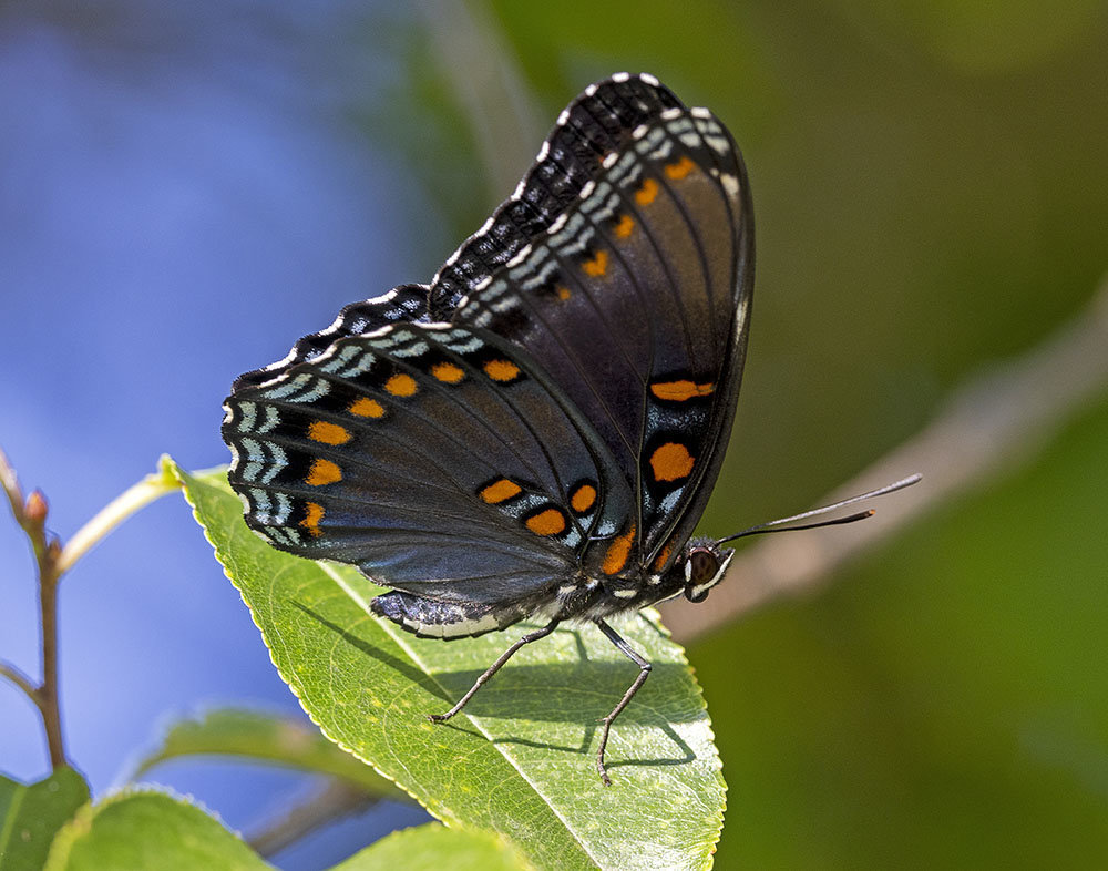 Recent sightings | North Jersey Butterfly Sightings