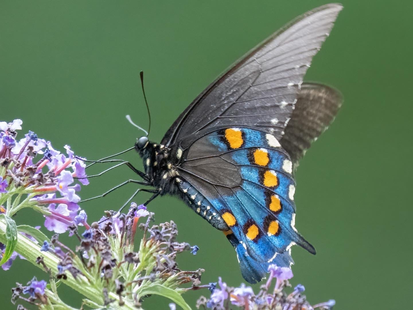 Recent sightings | North Jersey Butterfly Sightings