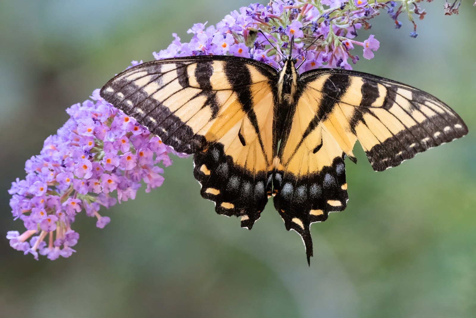 Recent sightings | North Jersey Butterfly Sightings
