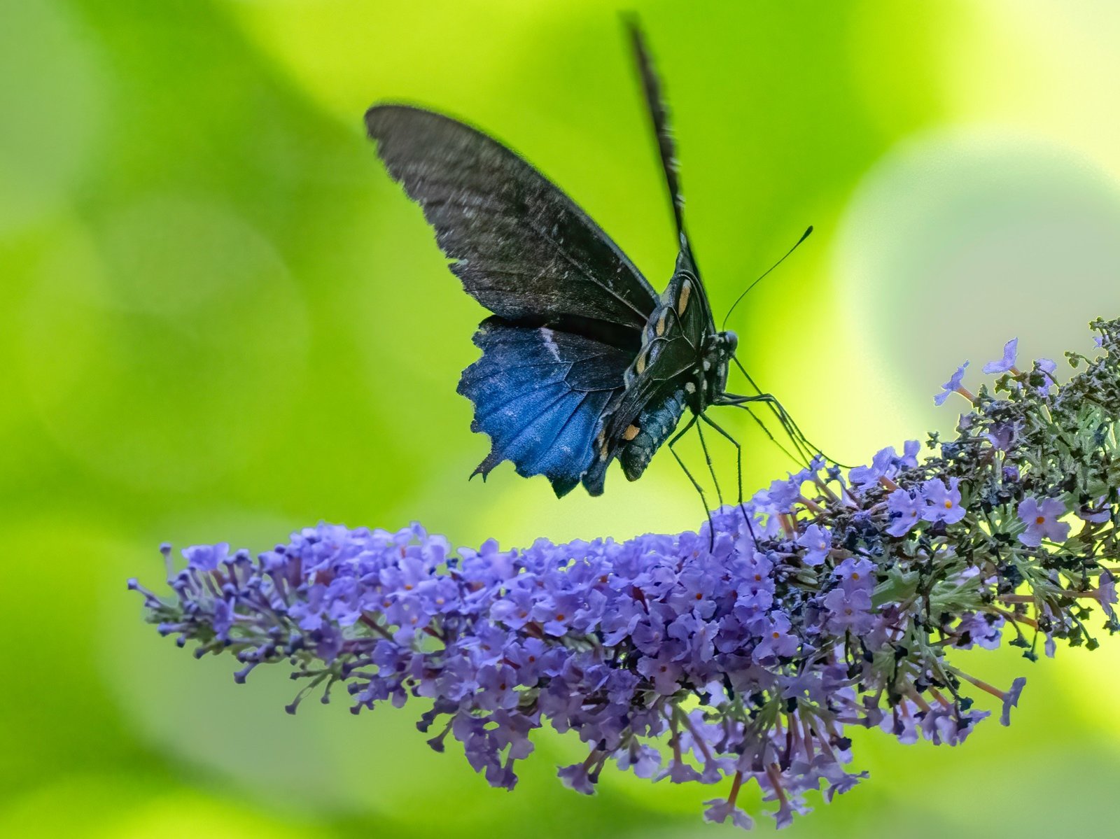 Recent sightings | North Jersey Butterfly Sightings