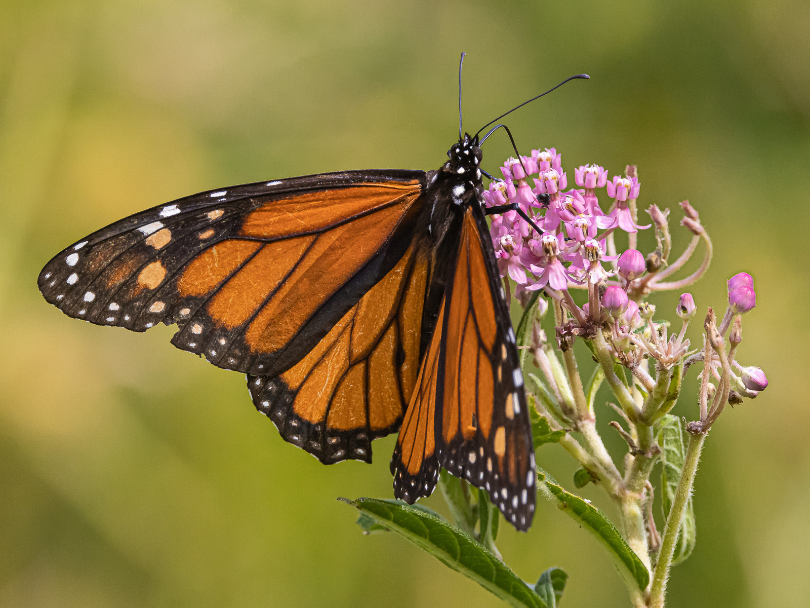Recent sightings | North Jersey Butterfly Sightings