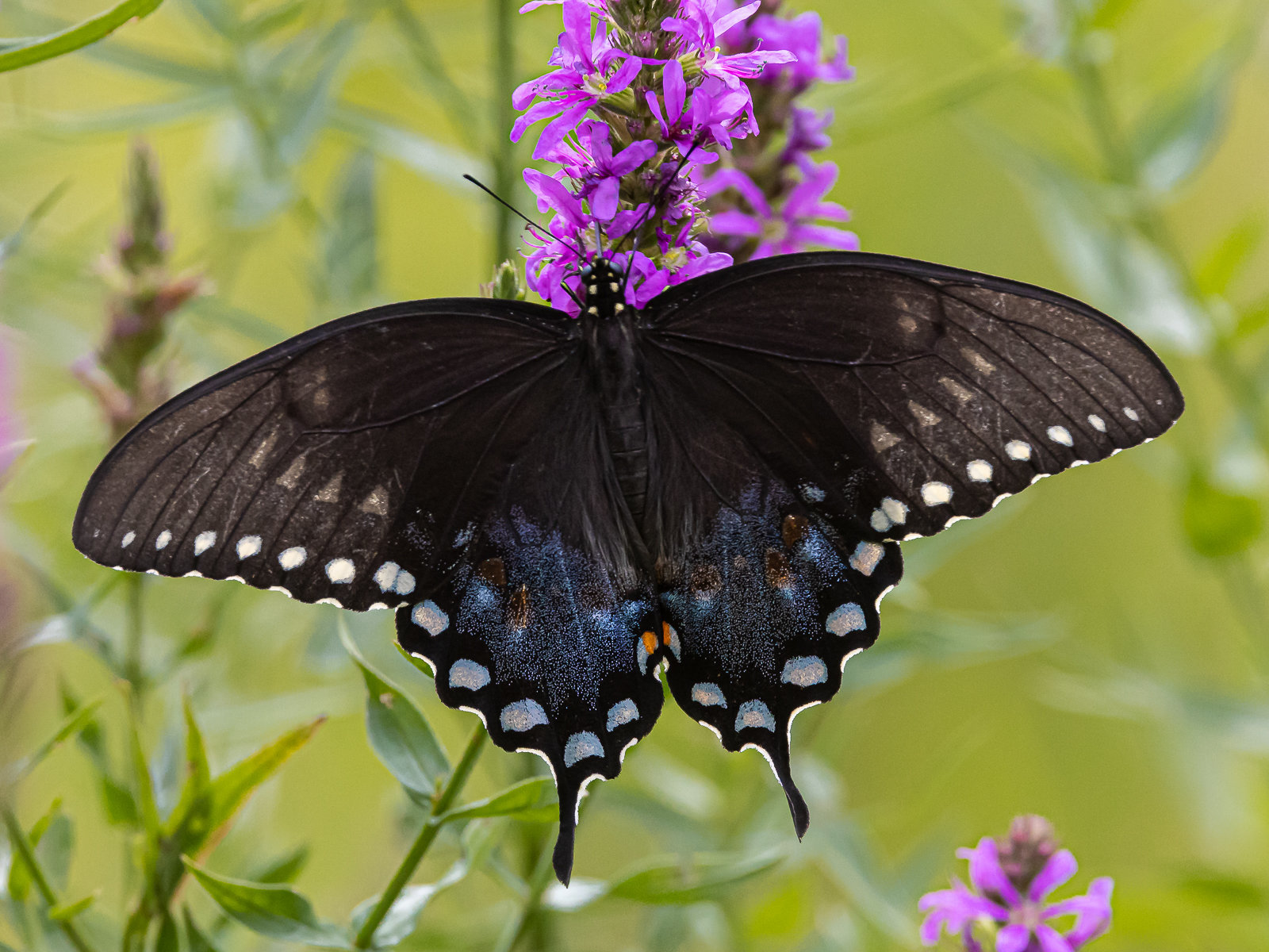 Recent sightings | North Jersey Butterfly Sightings