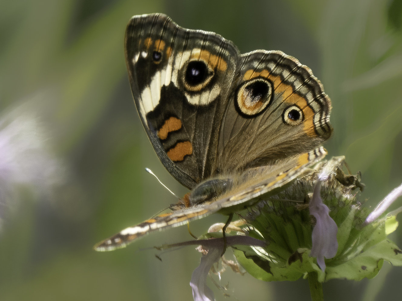 Recent sightings | North Jersey Butterfly Sightings