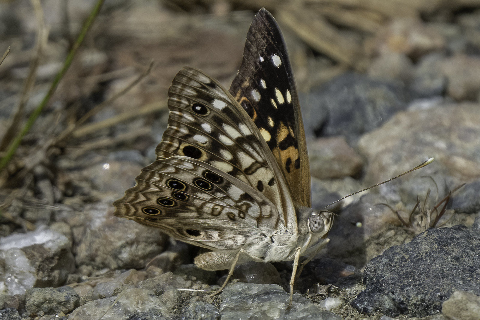 Recent sightings | North Jersey Butterfly Sightings