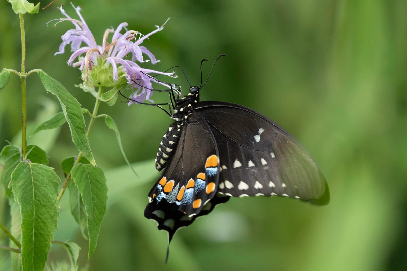 Recent sightings | North Jersey Butterfly Sightings