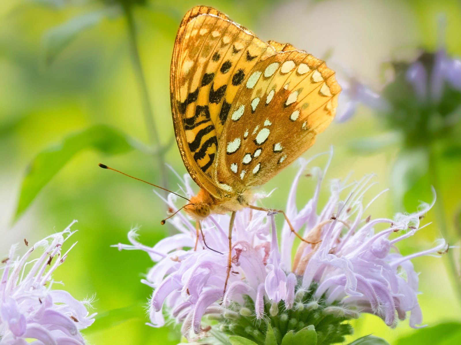 Recent sightings | North Jersey Butterfly Sightings