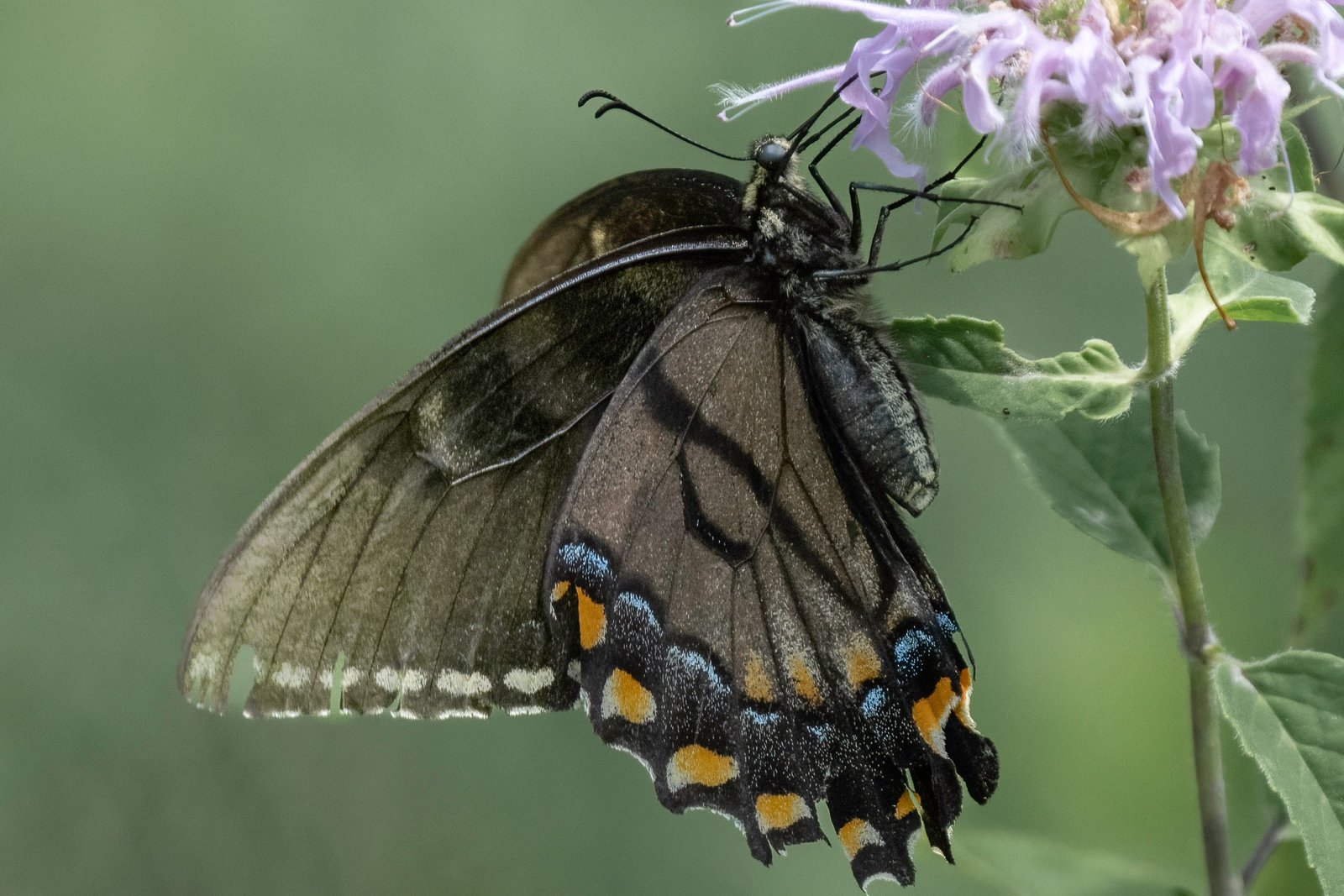 Recent sightings | North Jersey Butterfly Sightings