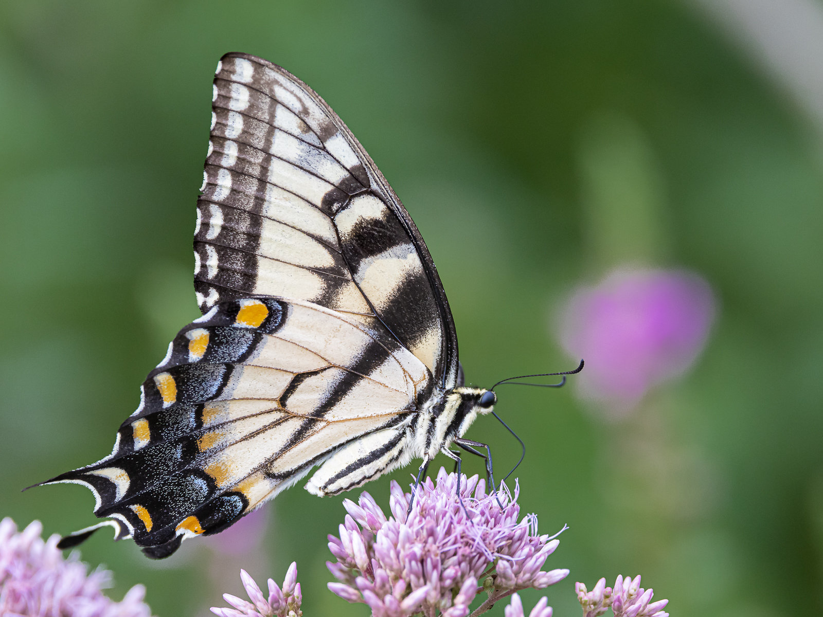 Recent sightings | North Jersey Butterfly Sightings