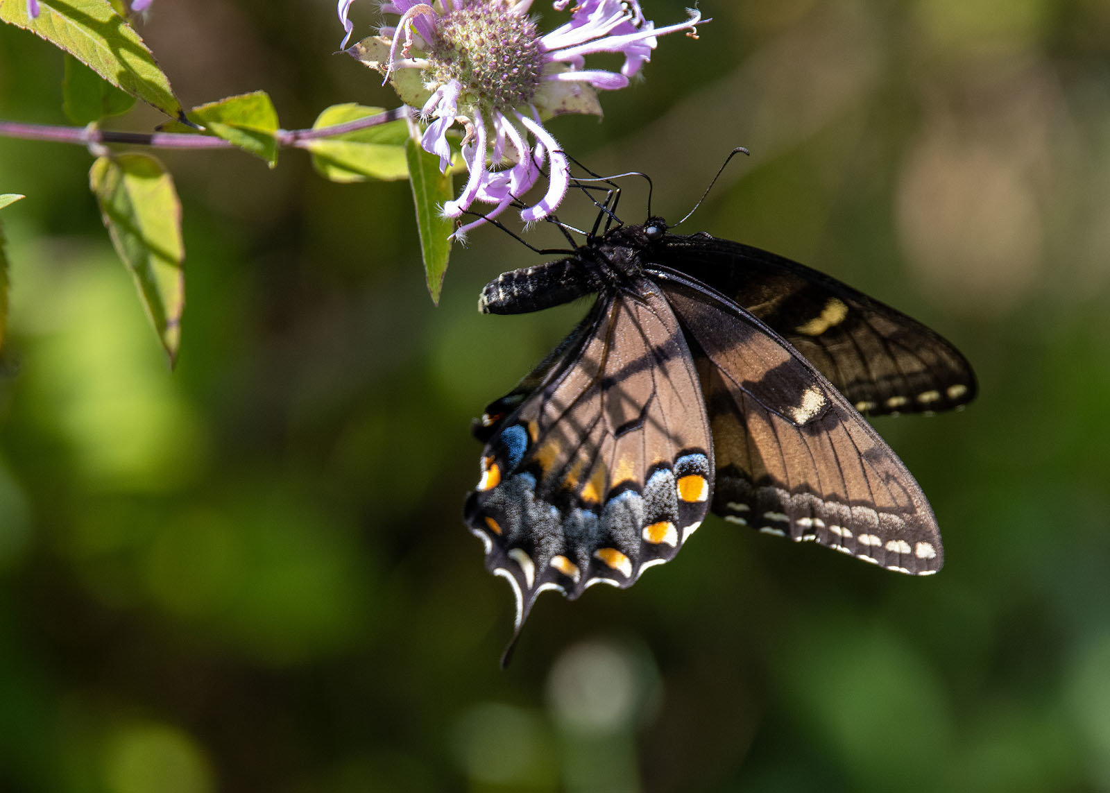 Recent sightings | North Jersey Butterfly Sightings