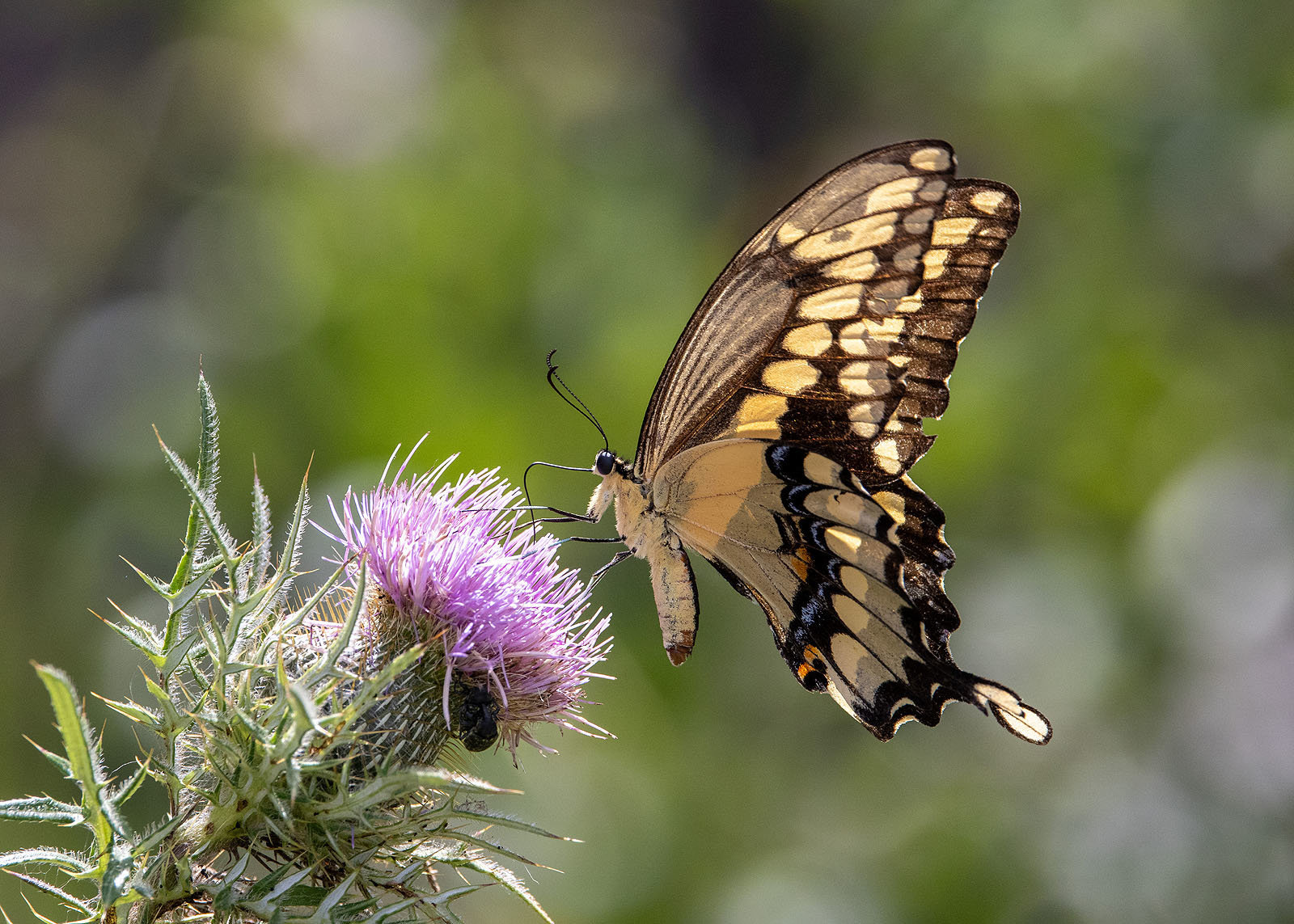 Recent sightings | North Jersey Butterfly Sightings