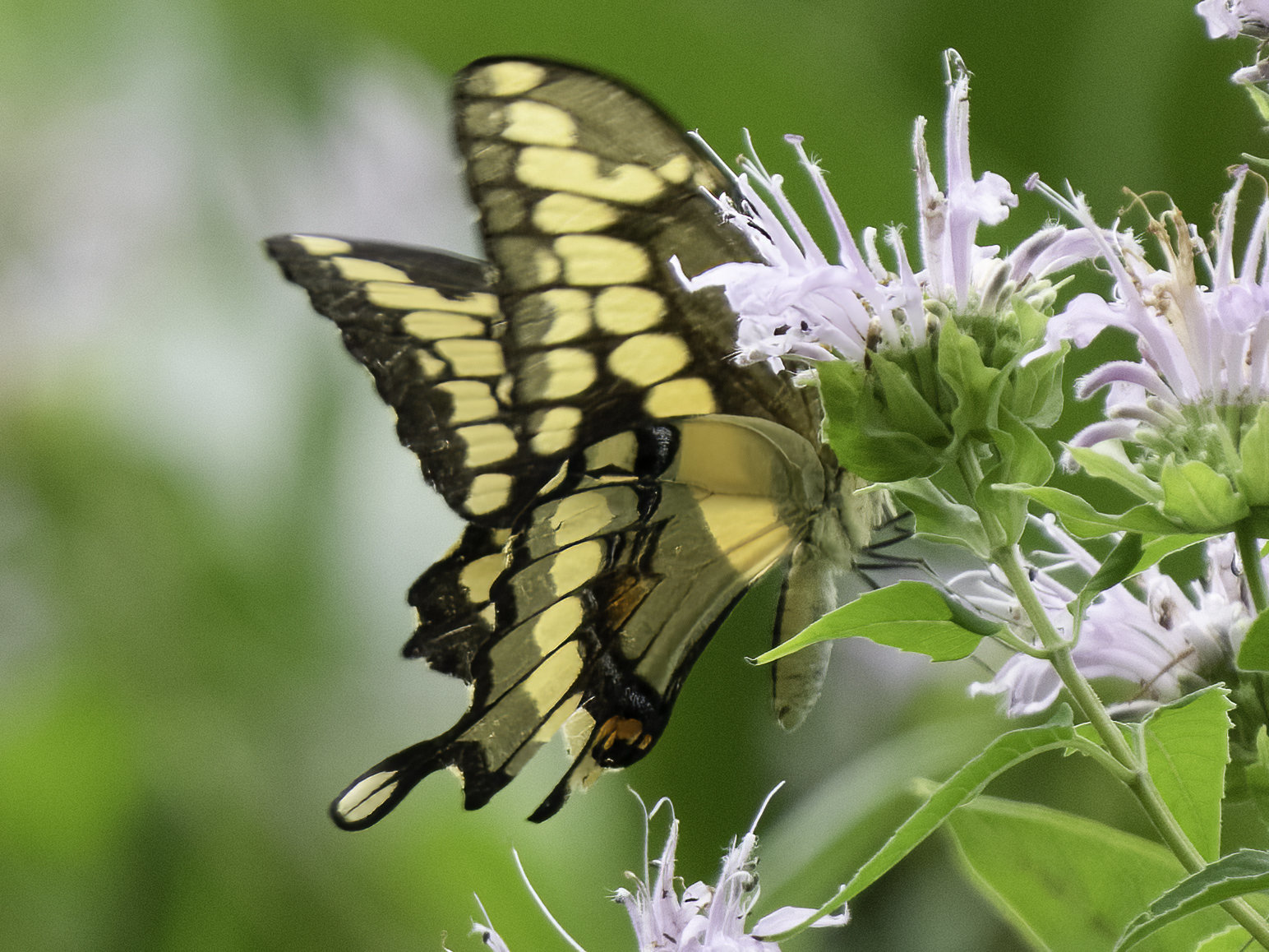 Recent sightings | North Jersey Butterfly Sightings