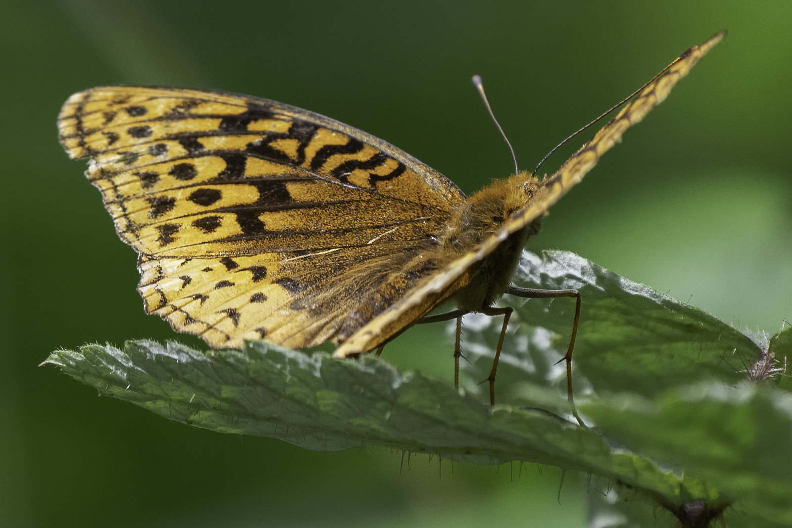 Recent sightings | North Jersey Butterfly Sightings