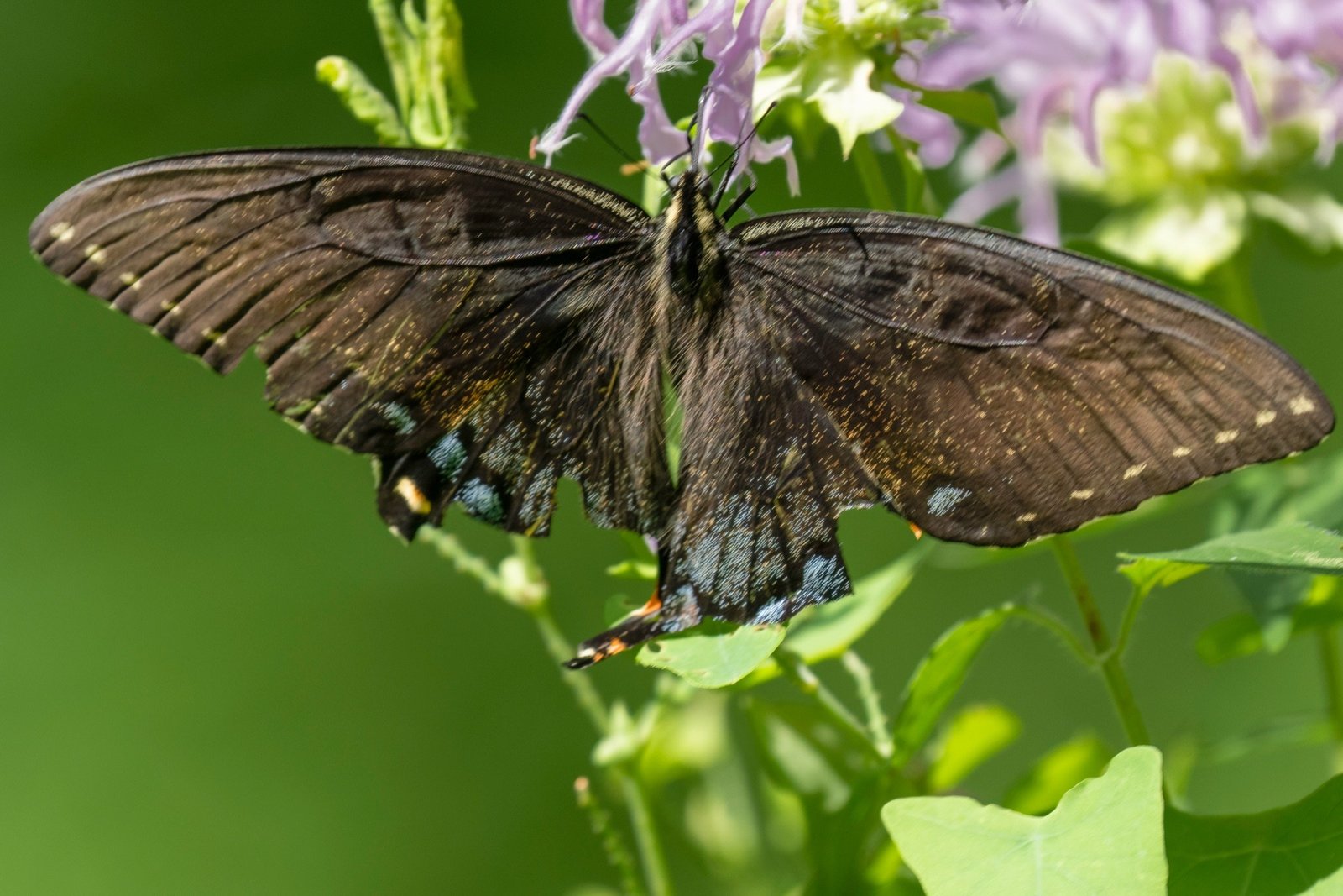 Recent sightings | North Jersey Butterfly Sightings