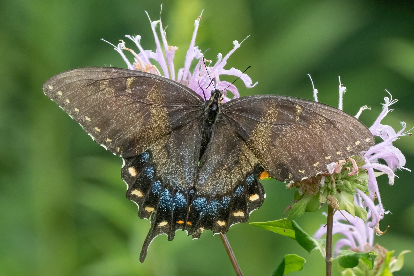 Recent sightings | North Jersey Butterfly Sightings