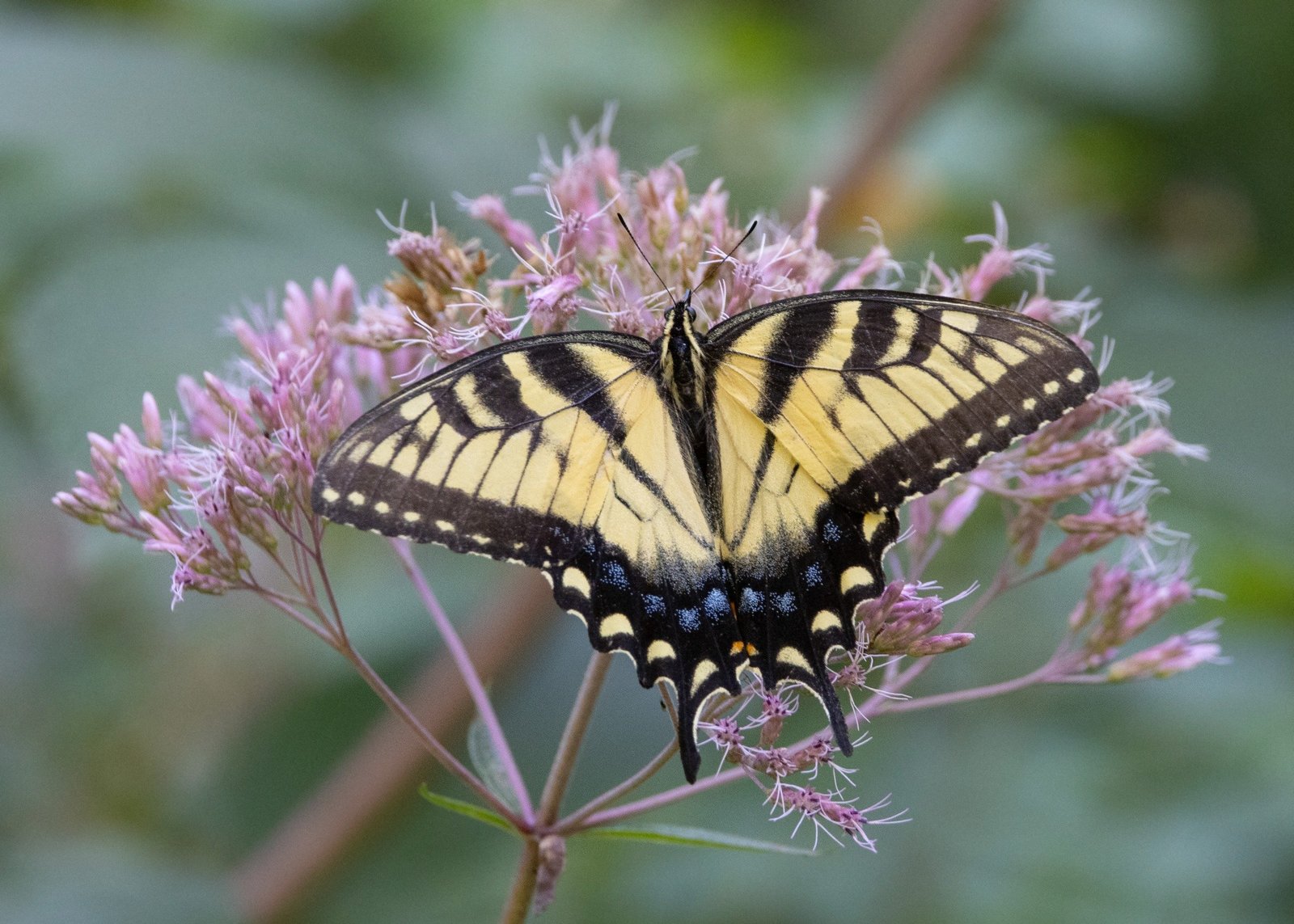 Recent sightings | North Jersey Butterfly Sightings
