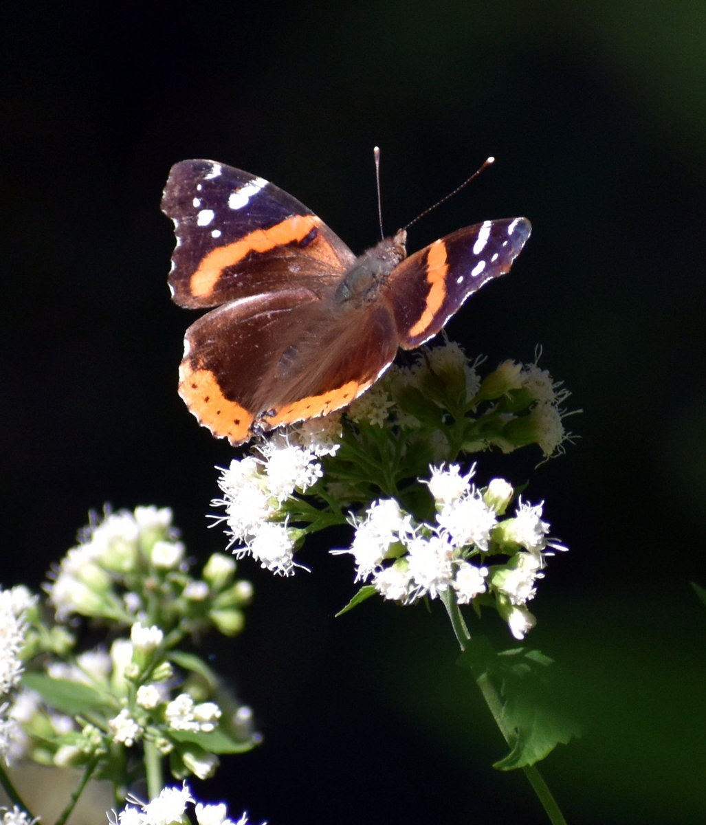 Recent sightings | South Jersey Butterfly Sightings