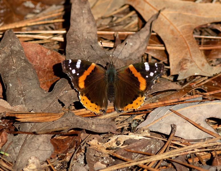 Recent sightings | South Jersey Butterfly Sightings