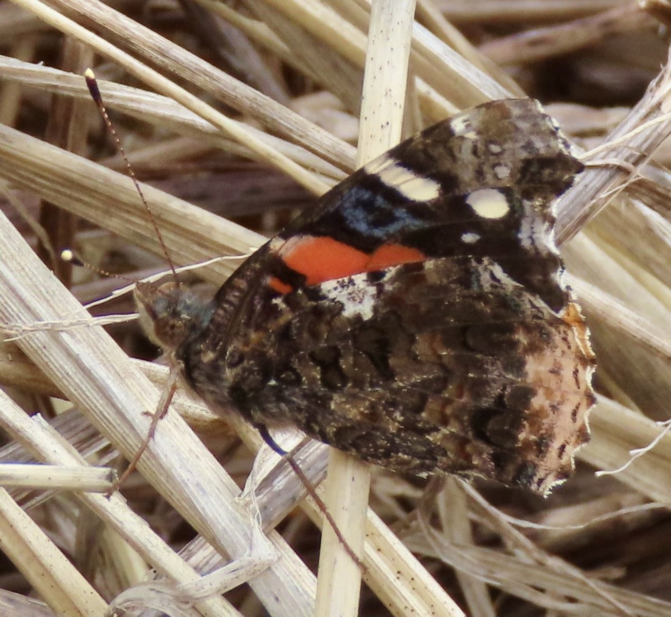 Recent sightings | North Jersey Butterfly Sightings