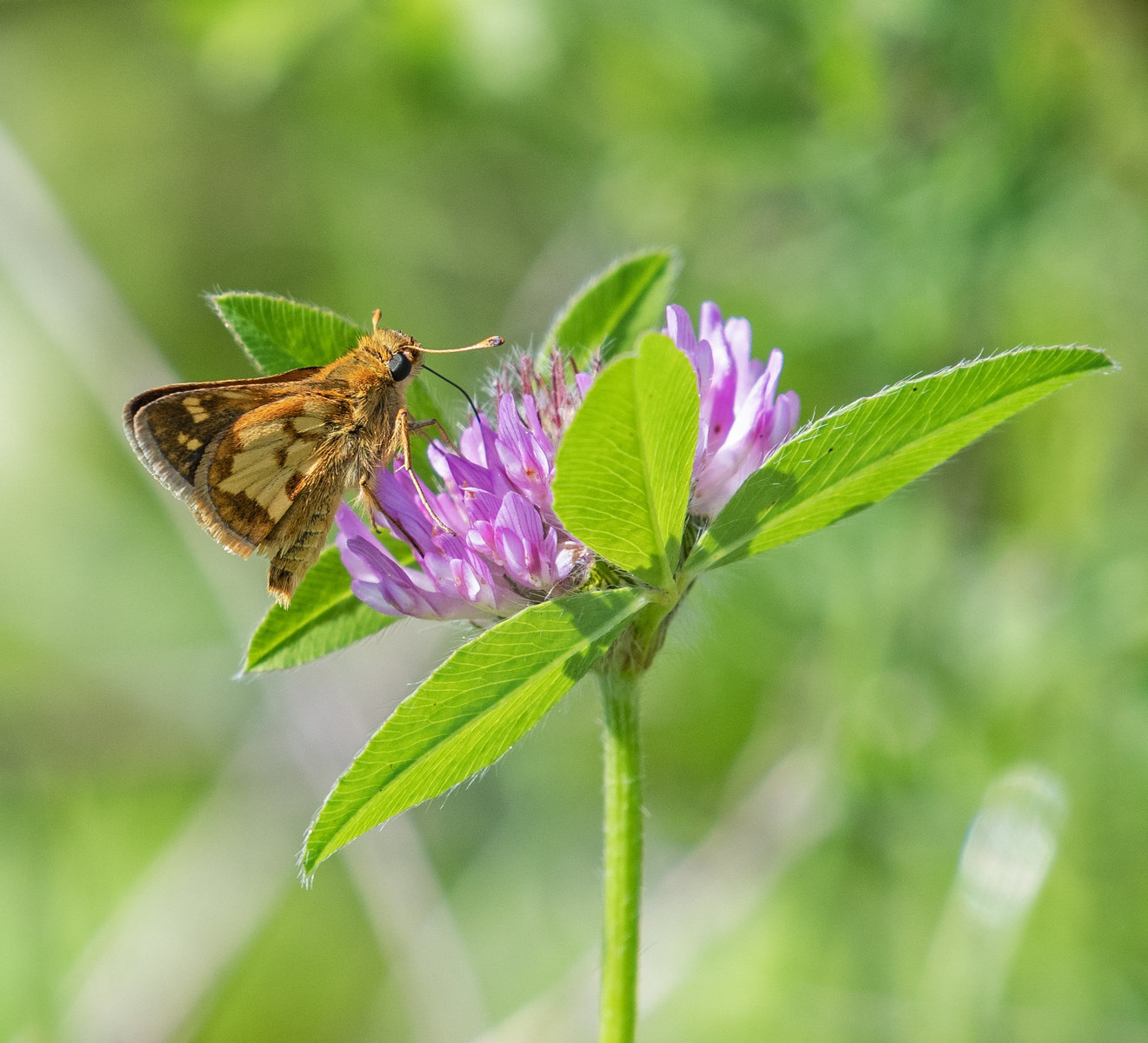 Recent sightings | North Jersey Butterfly Sightings
