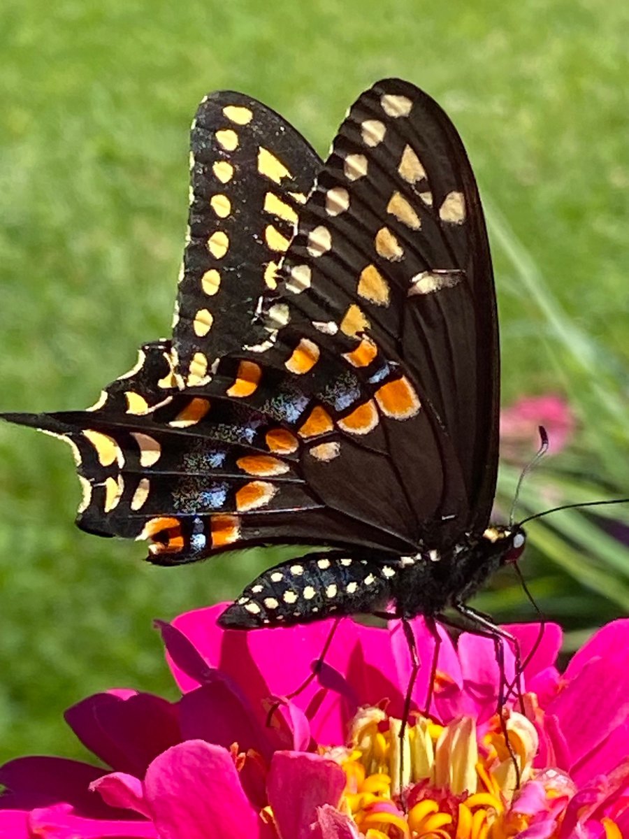 Recent sightings | North Jersey Butterfly Sightings